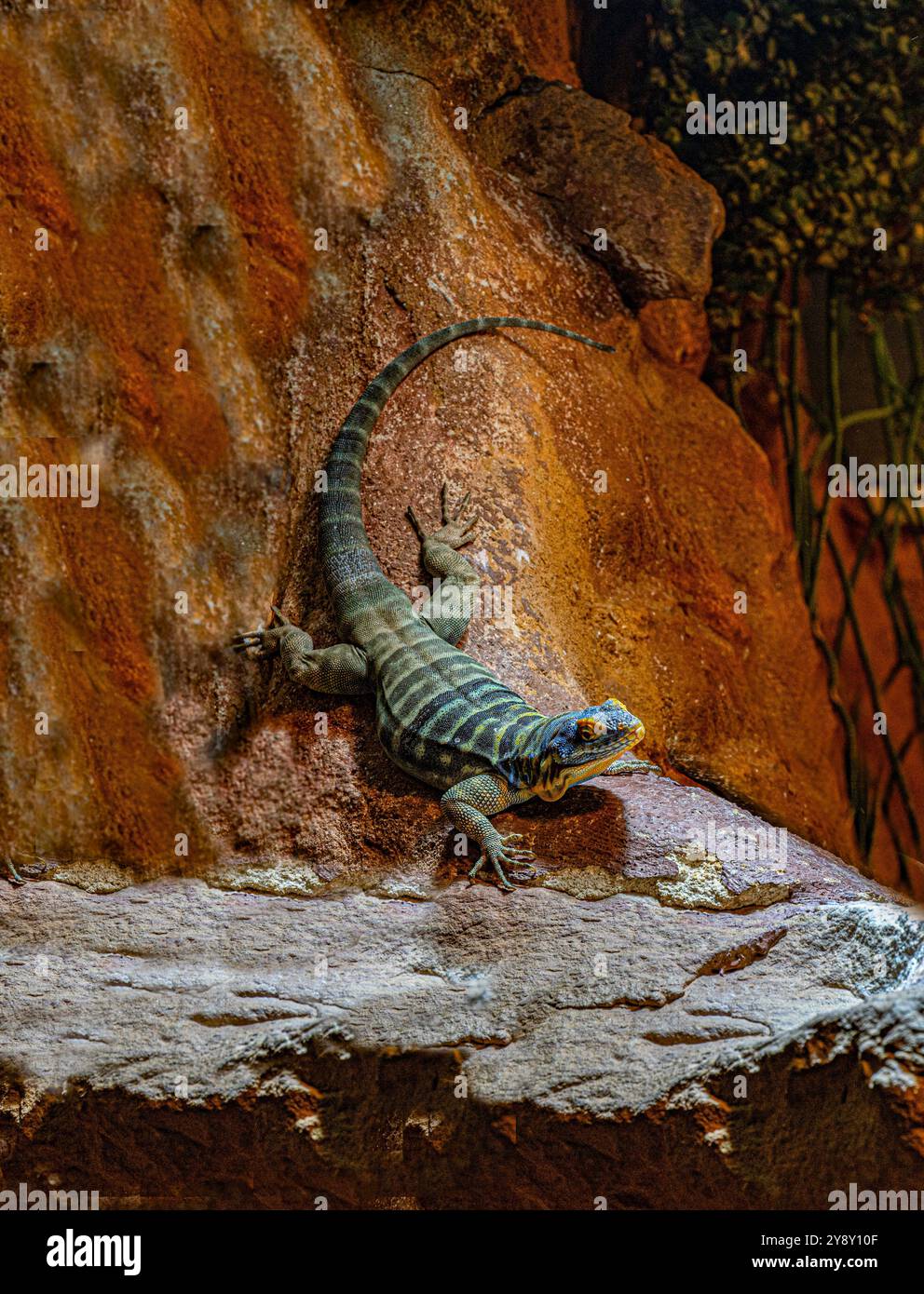 Portrait of Baja blue rock lizard (Petrosaurus thalassinus) basking on ...