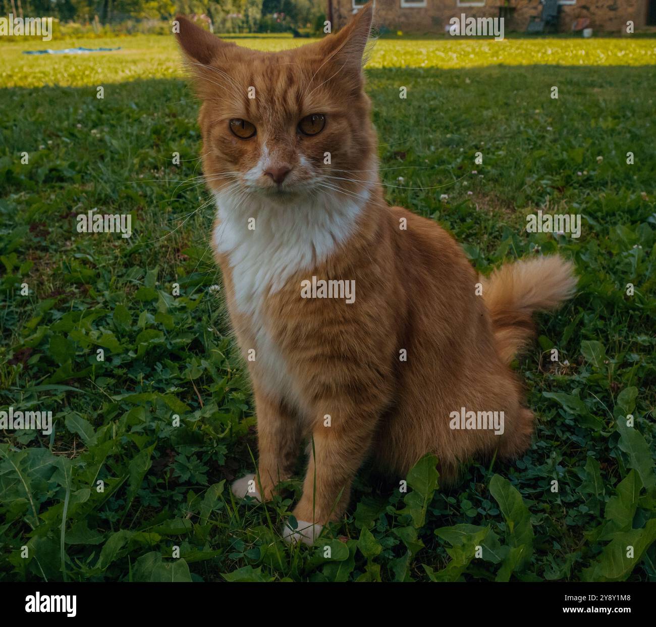 Beautiful cat poses for the camera. It looks like the cat is in a big ...