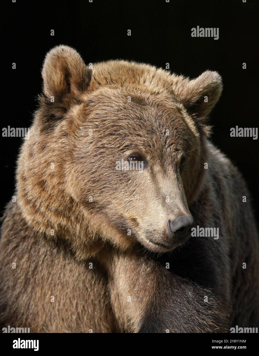 Boki, a brown bear at the Wildwood Trust, near Canterbury, Kent, where ...