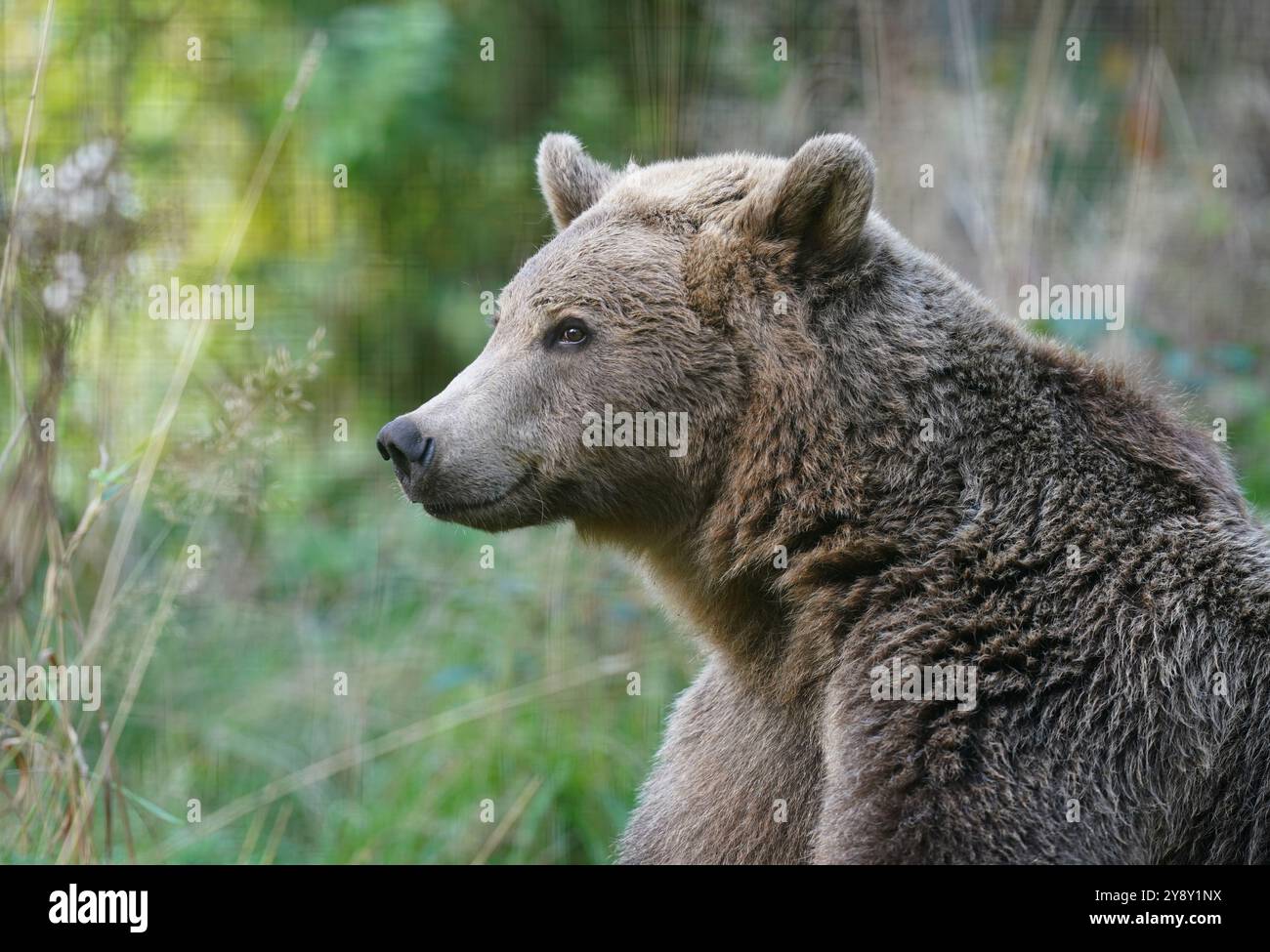 Boki bear hi-res stock photography and images - Alamy
