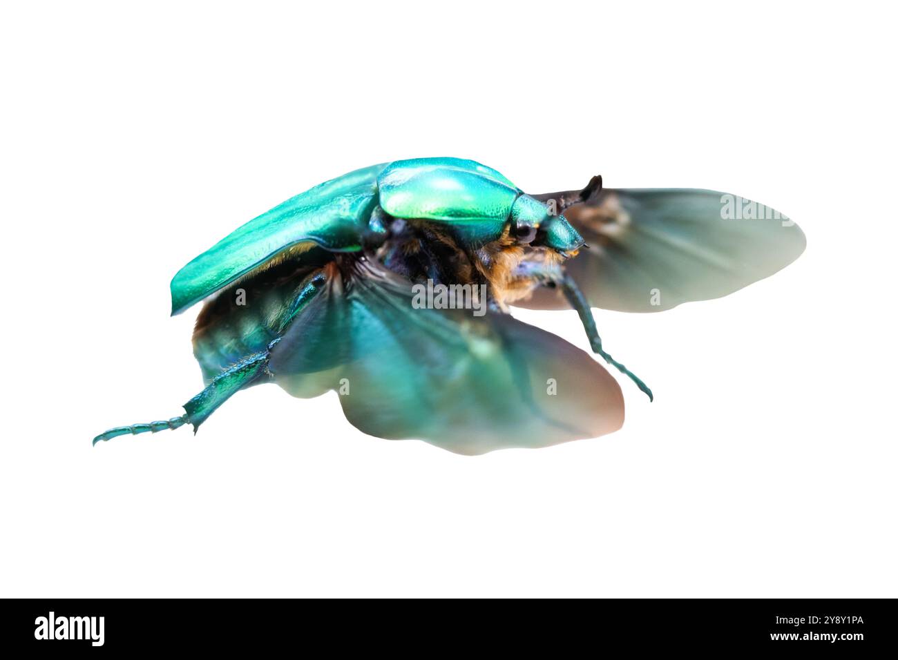 bronze beetle in flight isolated on white, insects Stock Photo - Alamy