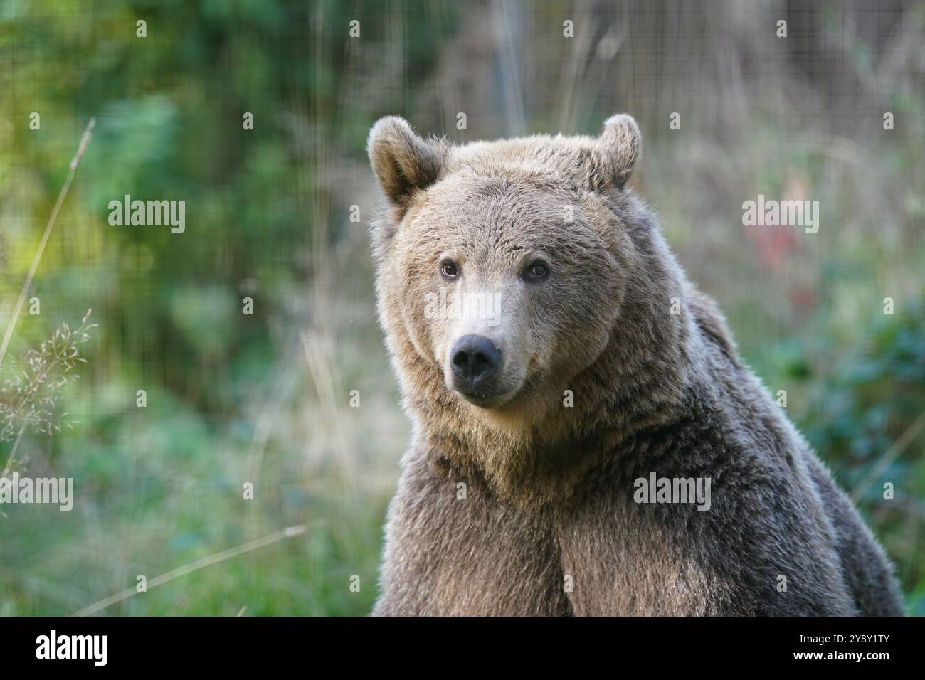 Boki, a brown bear at the Wildwood Trust, near Canterbury, Kent, where ...