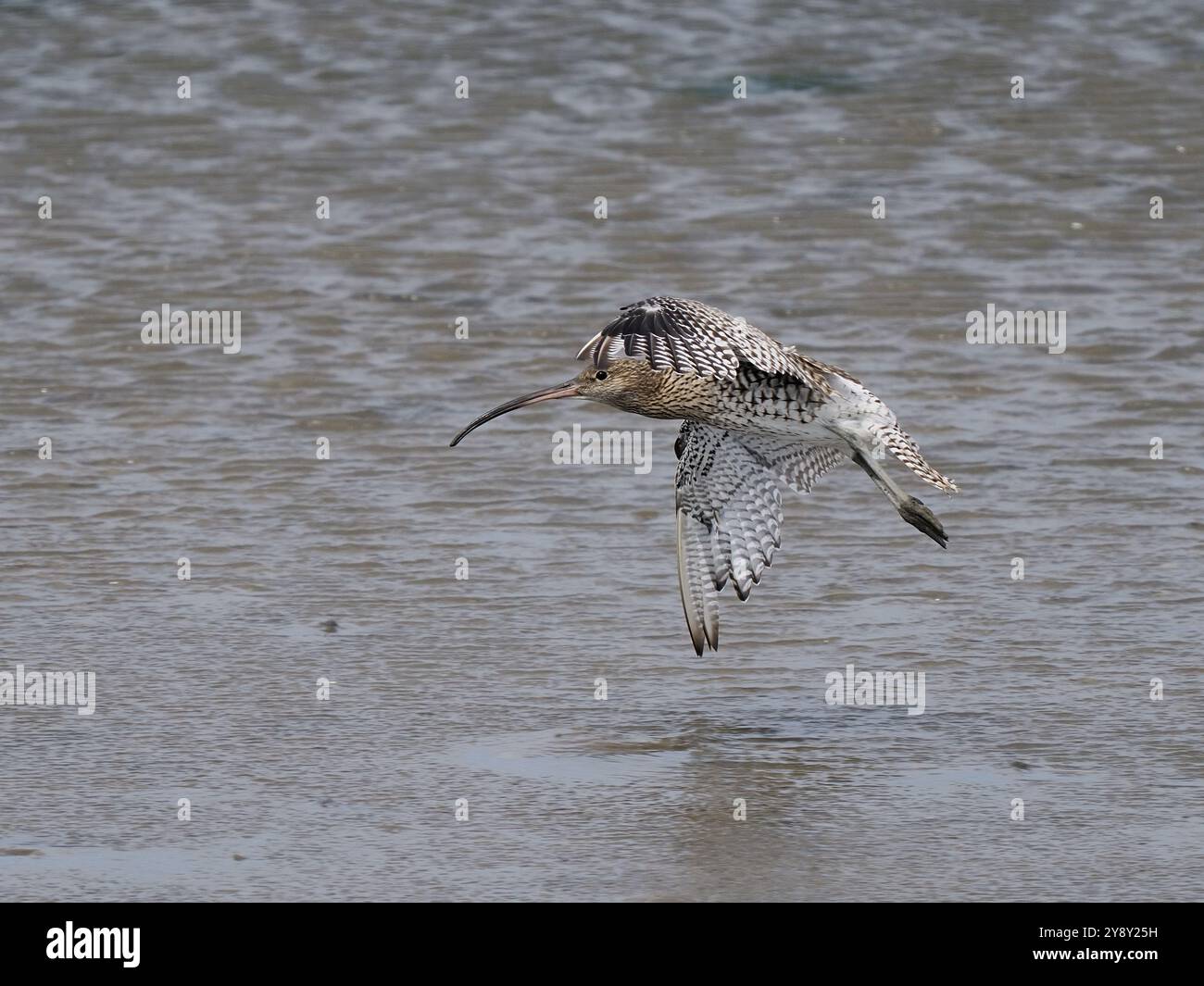 Curlew (Numenius arquata) a wading bird in flight over the sea at the ...