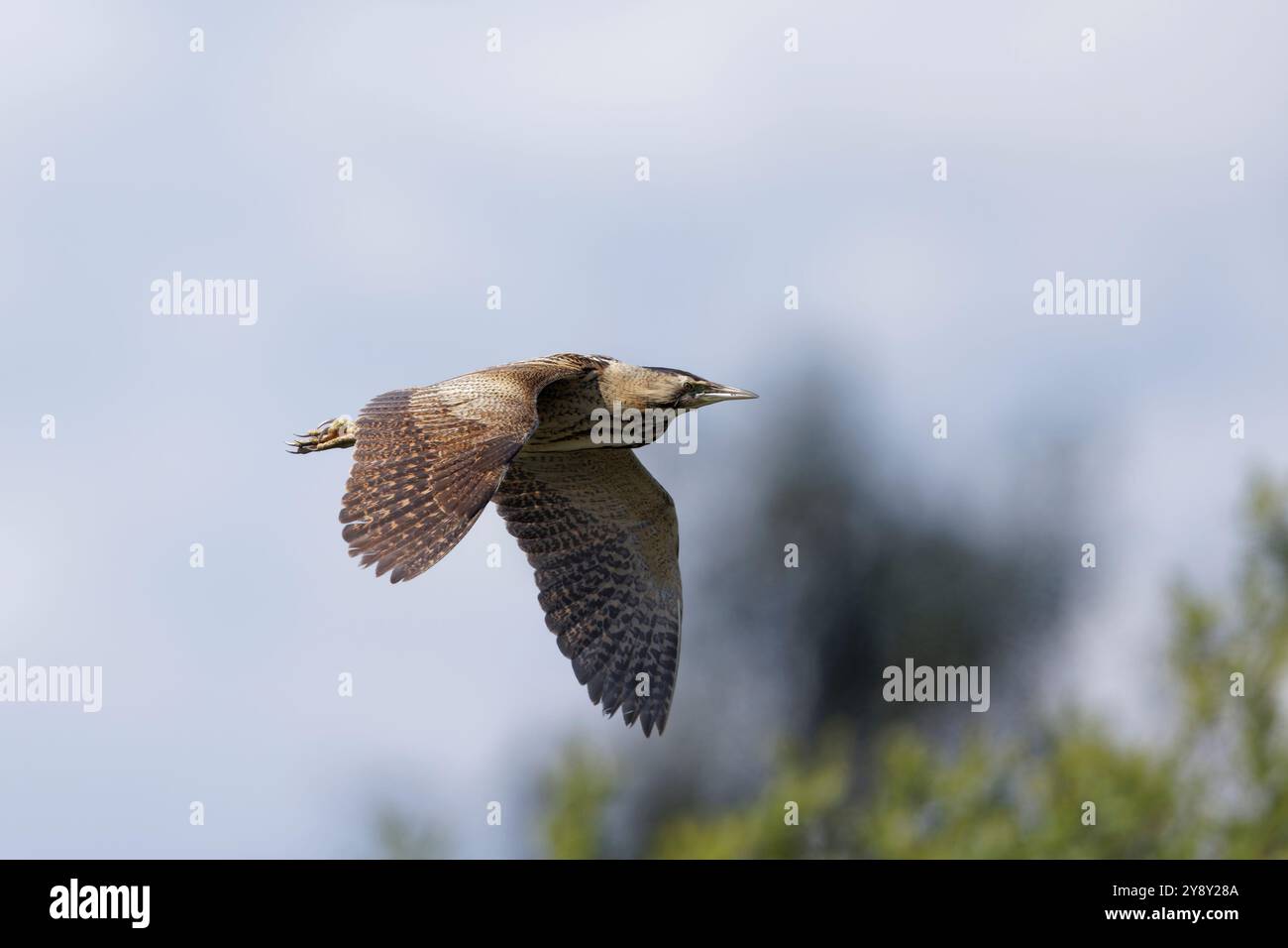 Bittern (Botaurus stellaris) in flight over the Somerset Levels Stock ...