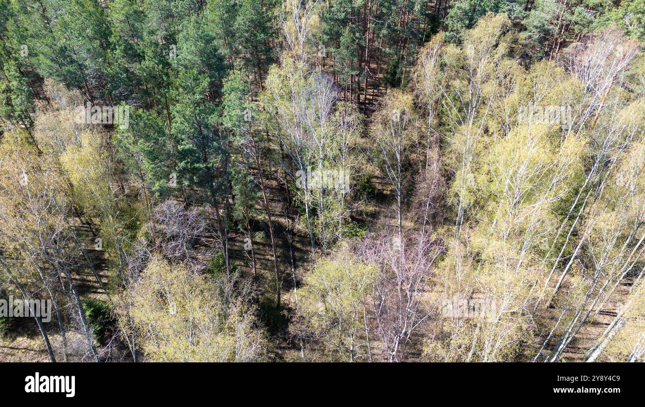 Aerial view of a dense forest with a mix of evergreen and deciduous ...