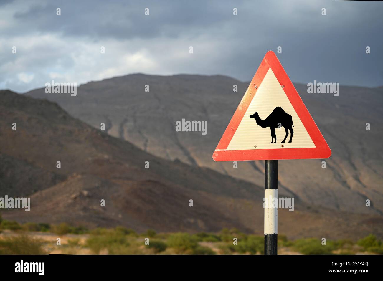 Road traffic sign camel crossing in Oman Stock Photo - Alamy