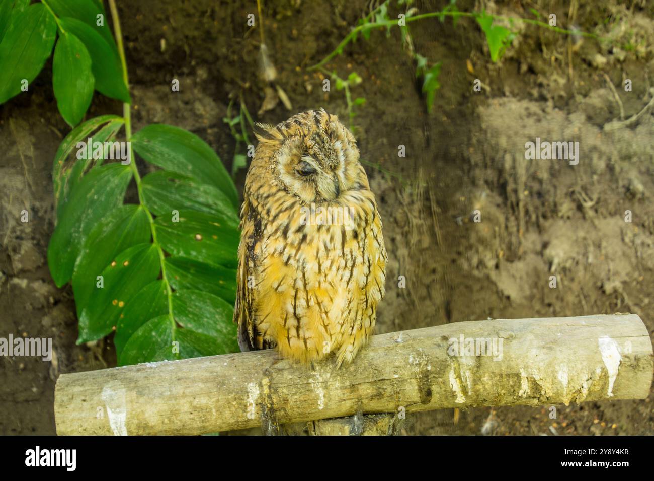 raptor in introd in val aoste in italy Stock Photo - Alamy