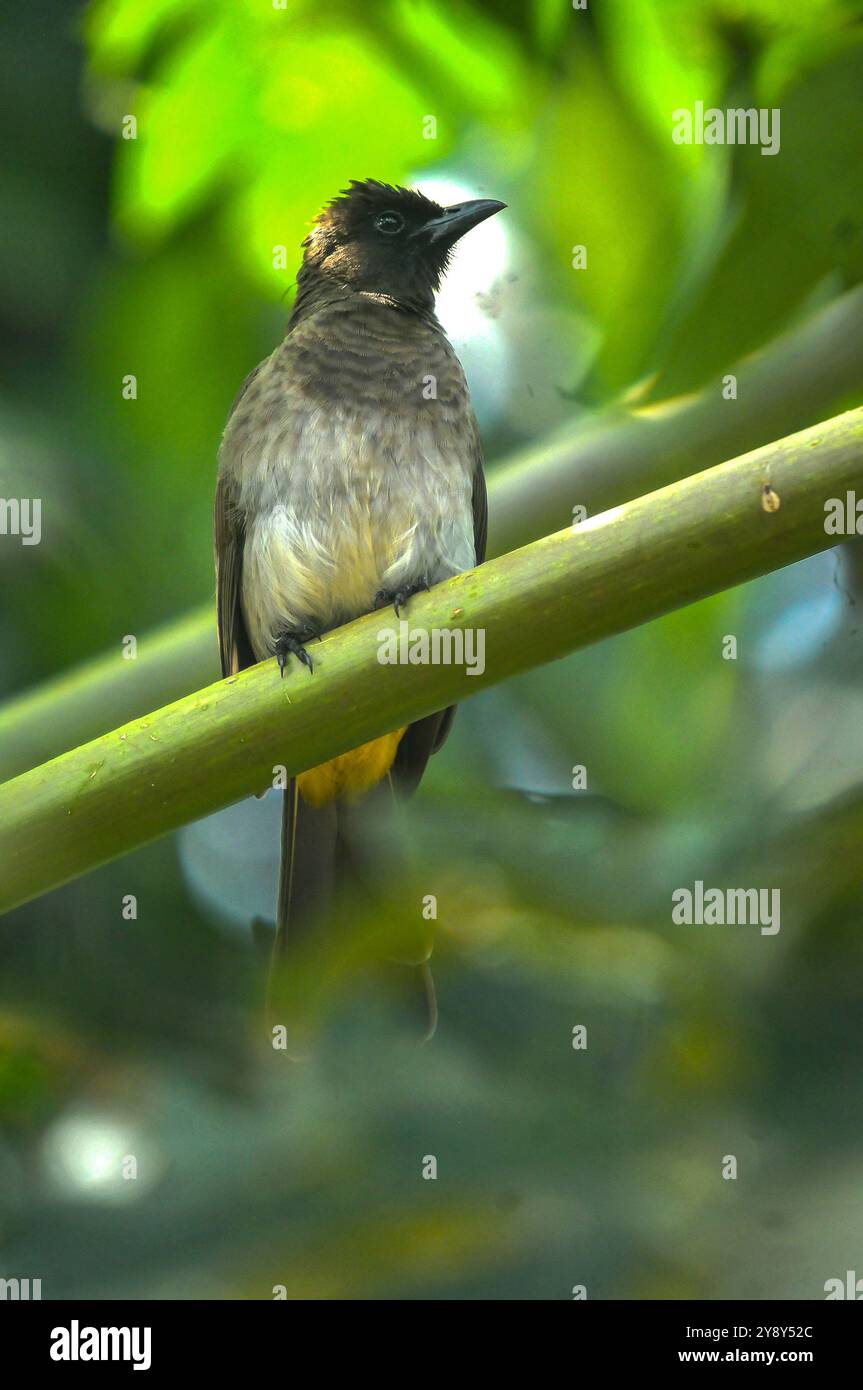 Common Bulbul, Pycnonotus barbatus, Yellow-vented Bulbul Stock Photo ...