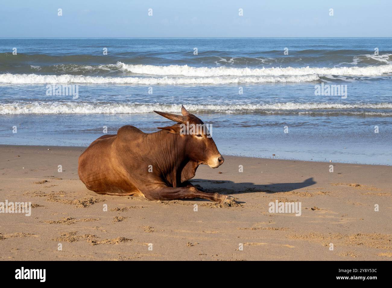 Domestic brown cow on the beach in Goa, India Stock Photo - Alamy