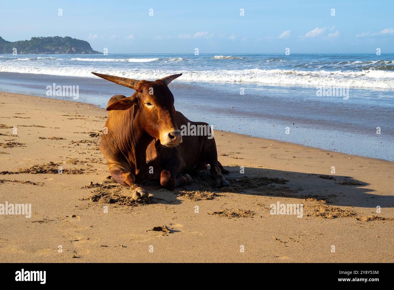 Domestic brown cow on the beach in Goa, India Stock Photo - Alamy