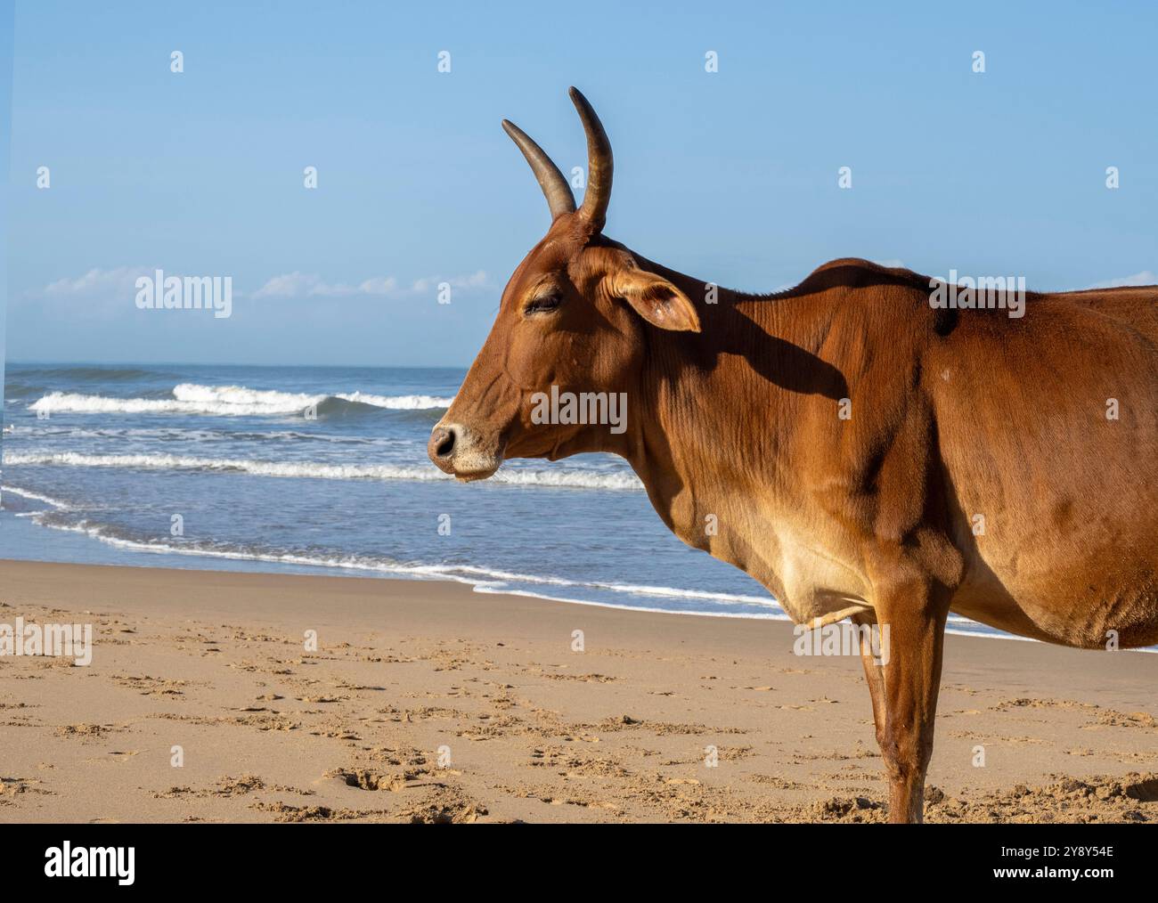 Domestic brown cow on the beach in Goa, India Stock Photo - Alamy