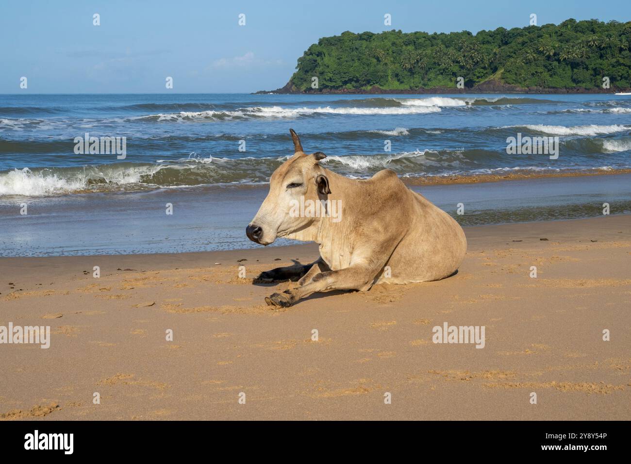 Domestic brown cow on the beach in Goa, India Stock Photo - Alamy