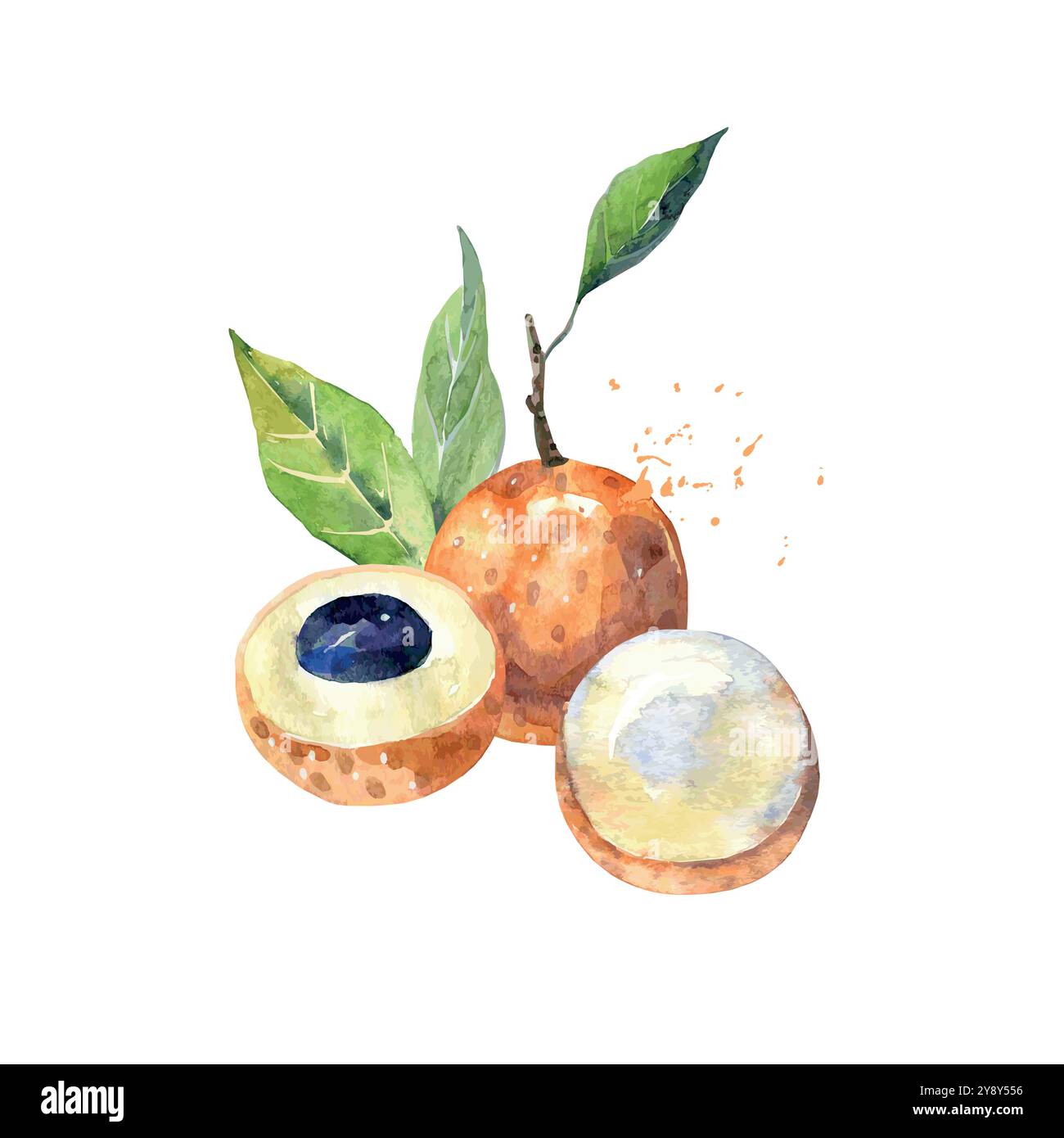 Hand Drawn Watercolor longan Fruit. Vector illustration Stock Vector ...