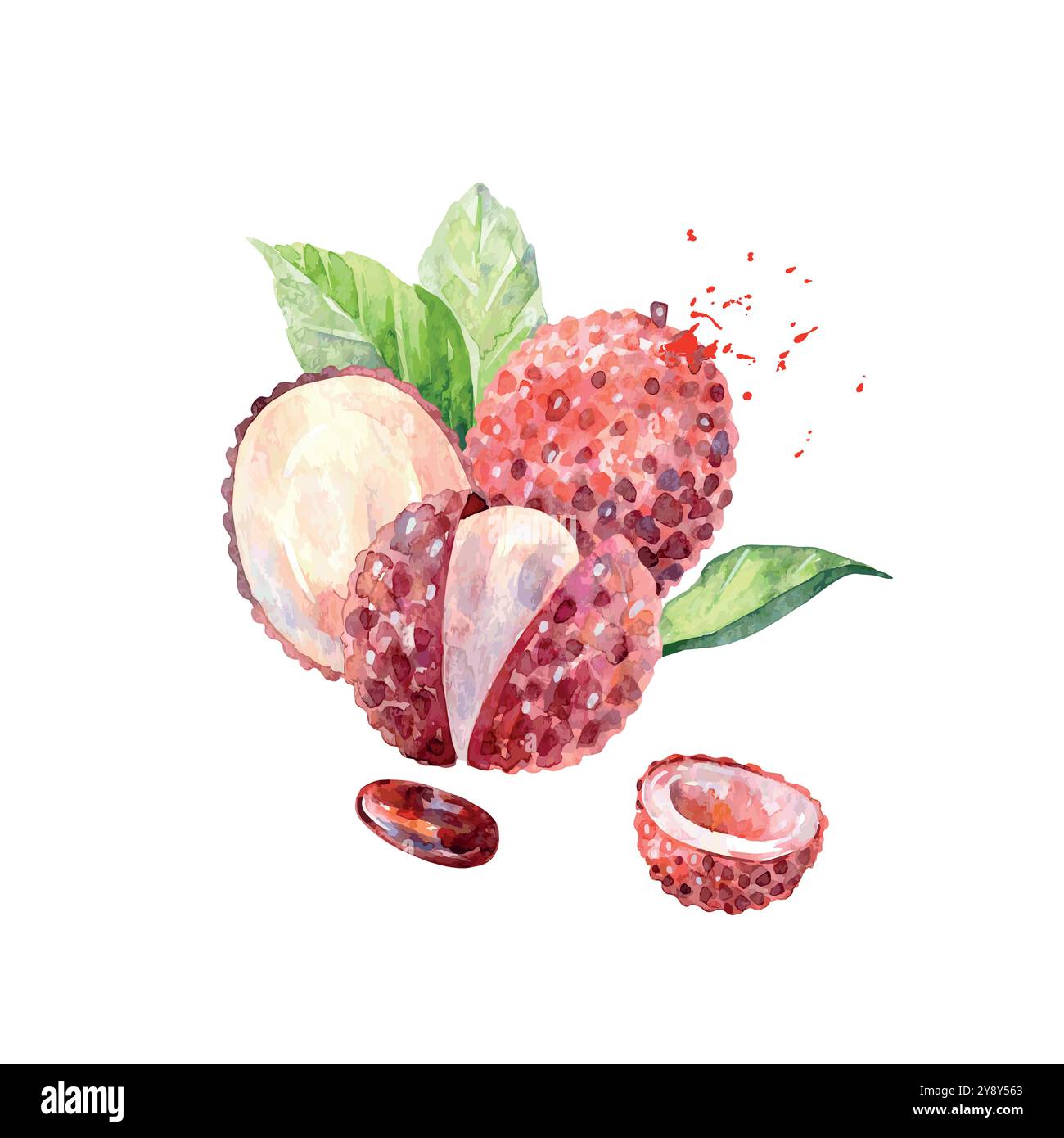 Hand Drawn Watercolor lychee Fruit. Vector illustration Stock Vector ...