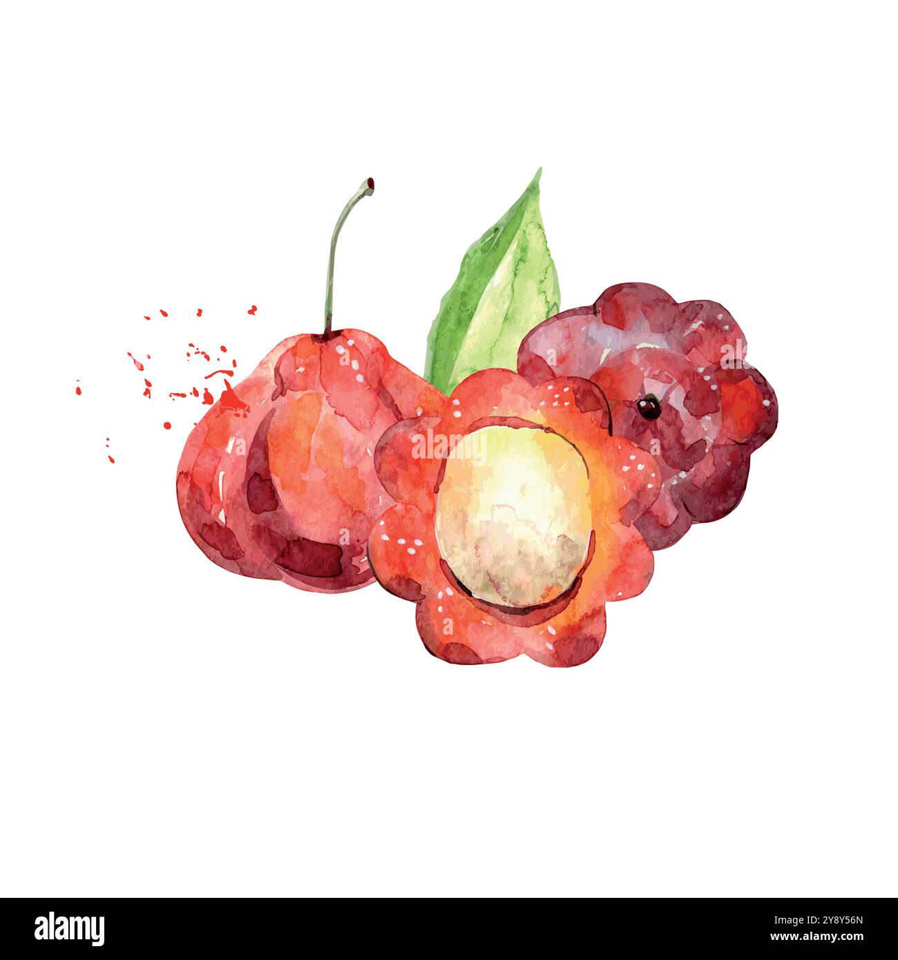 Hand Drawn Watercolor pitanga Fruit. Vector illustration Stock Vector ...