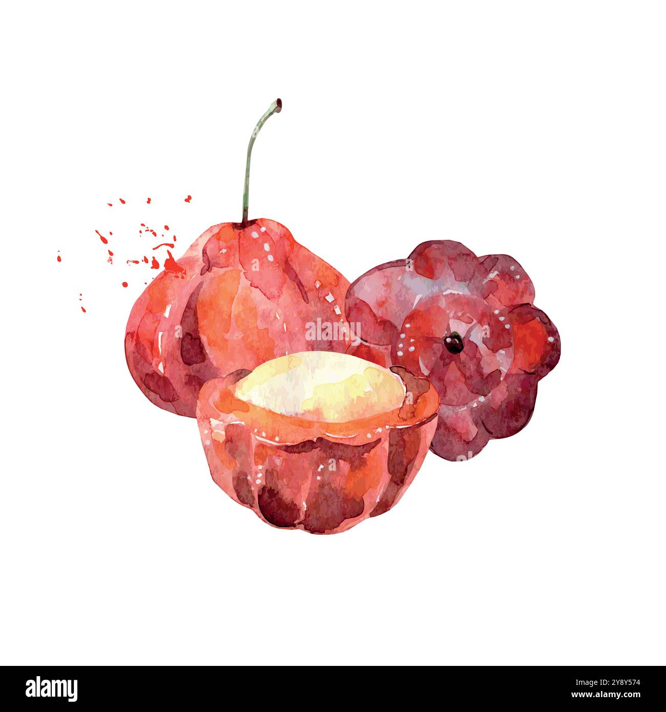 Hand Drawn Watercolor pitanga Fruit. Vector illustration Stock Vector ...