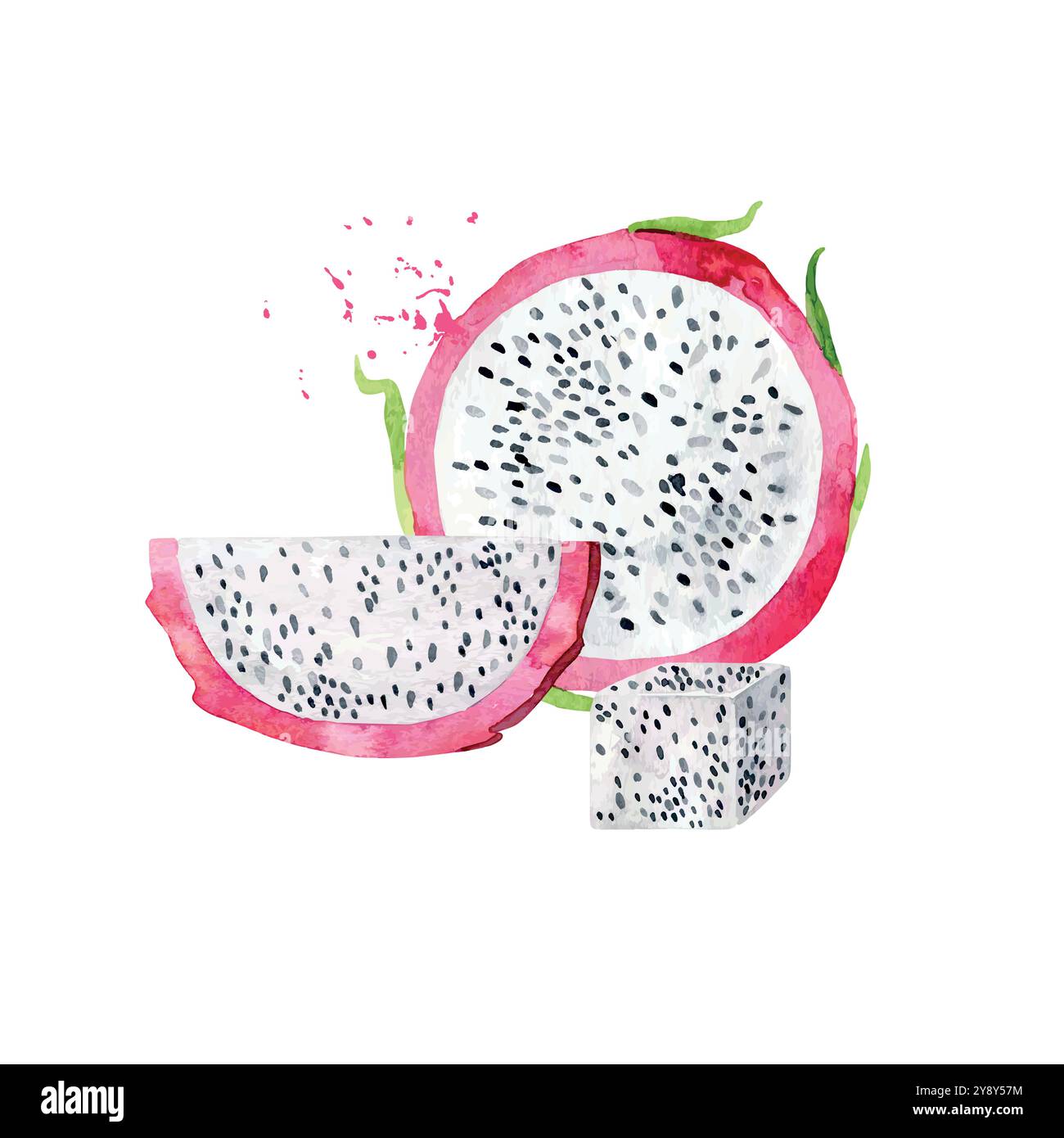 Hand Drawn Watercolor pitaya Fruit. Vector illustration Stock Vector ...