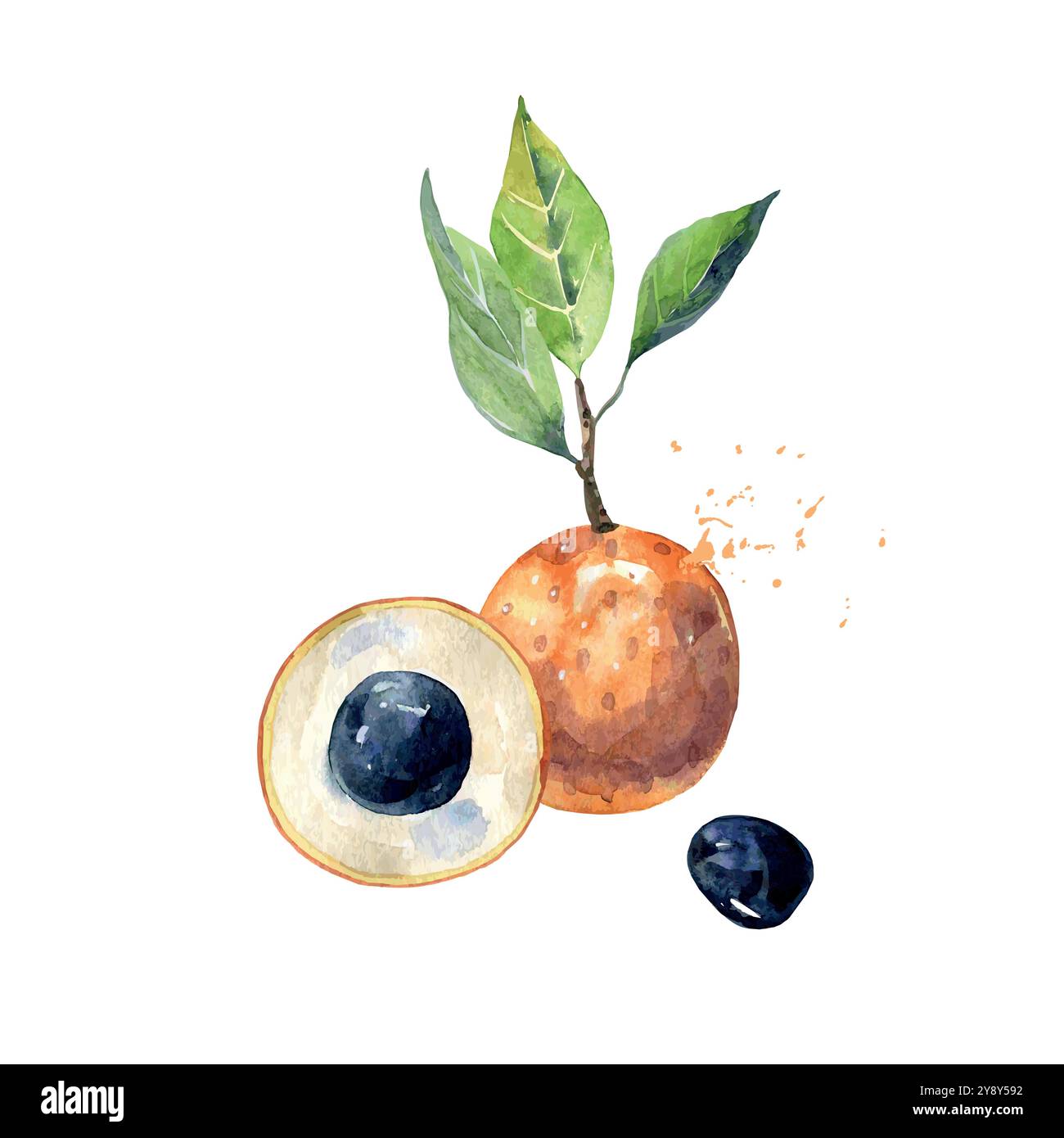 Hand Drawn Watercolor longan Fruit. Vector illustration Stock Vector ...
