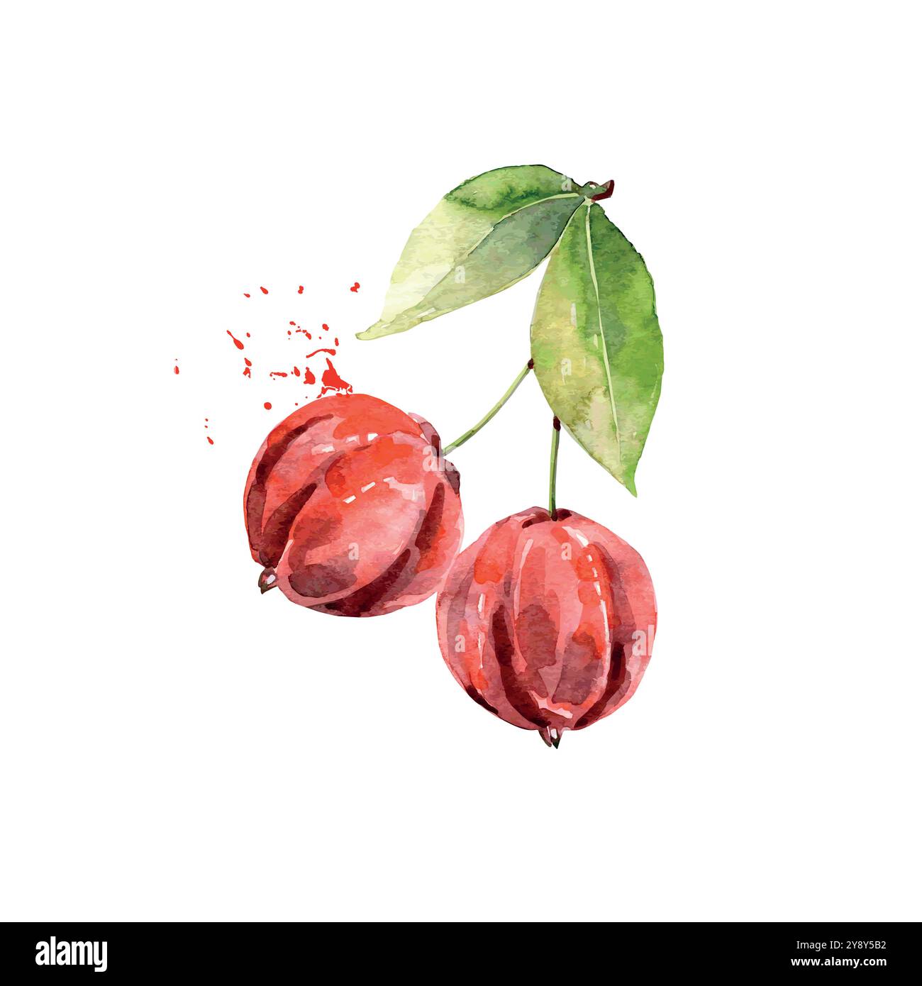 Hand Drawn Watercolor pitanga Fruit. Vector illustration Stock Vector ...
