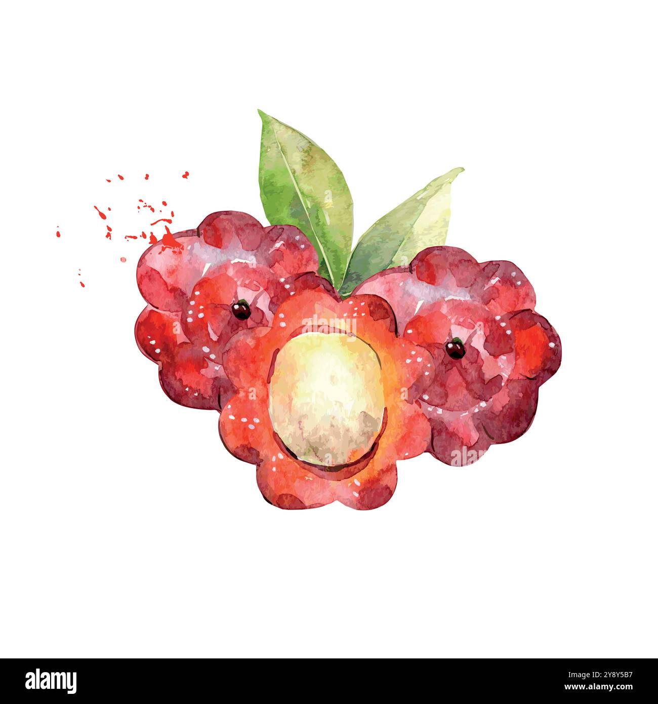 Hand Drawn Watercolor pitanga Fruit. Vector illustration Stock Vector ...