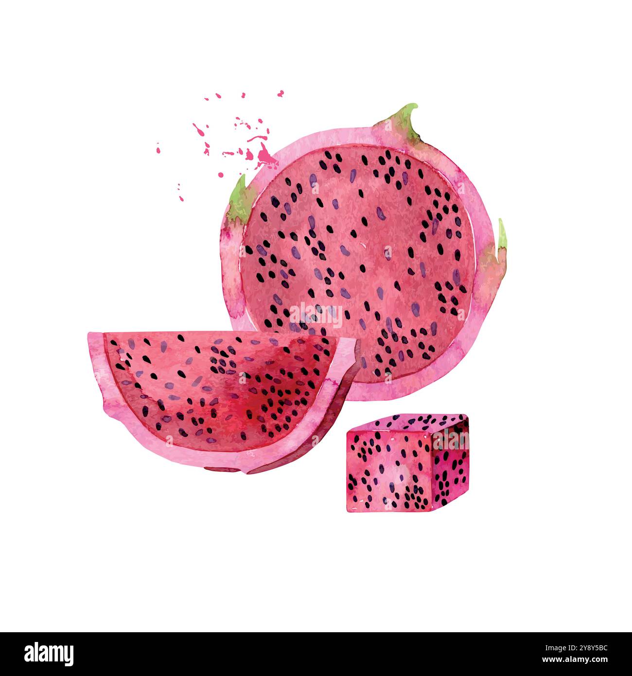 Hand Drawn Watercolor pitaya Fruit. Vector illustration Stock Vector ...