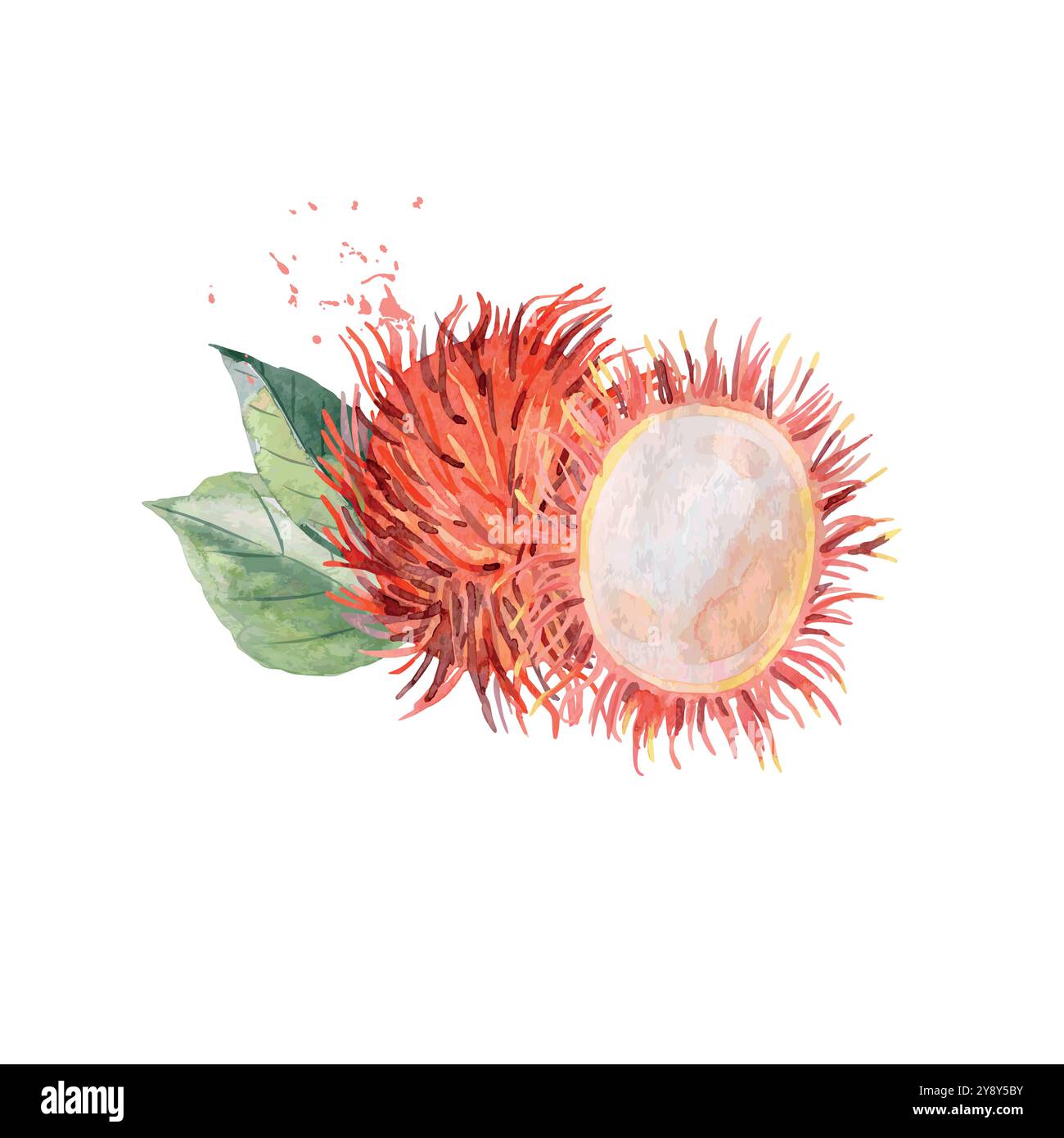 Hand drawn rambutan fruit Stock Vector Images - Alamy