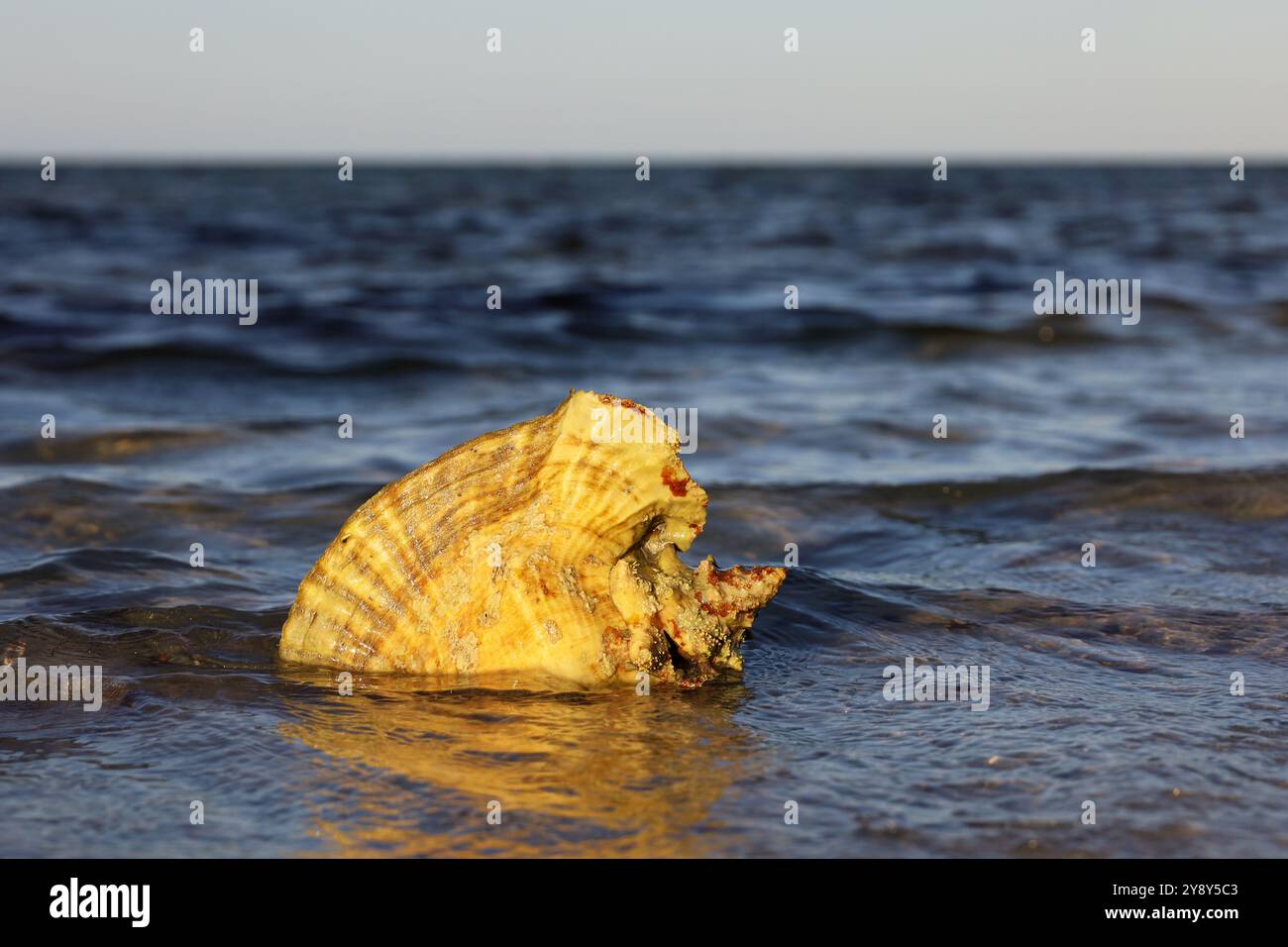Big old seashell in sea waves. Travel and beach vacation Stock Photo ...