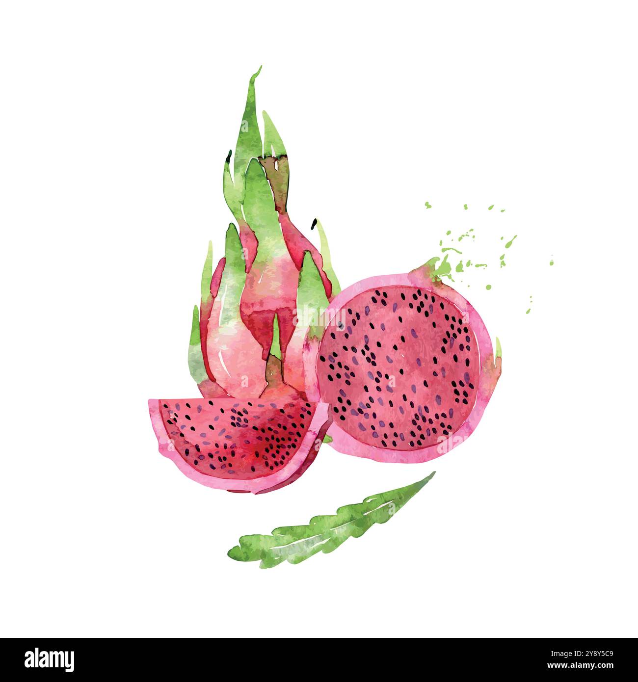 Hand Drawn Watercolor pitaya Fruit. Vector illustration Stock Vector ...
