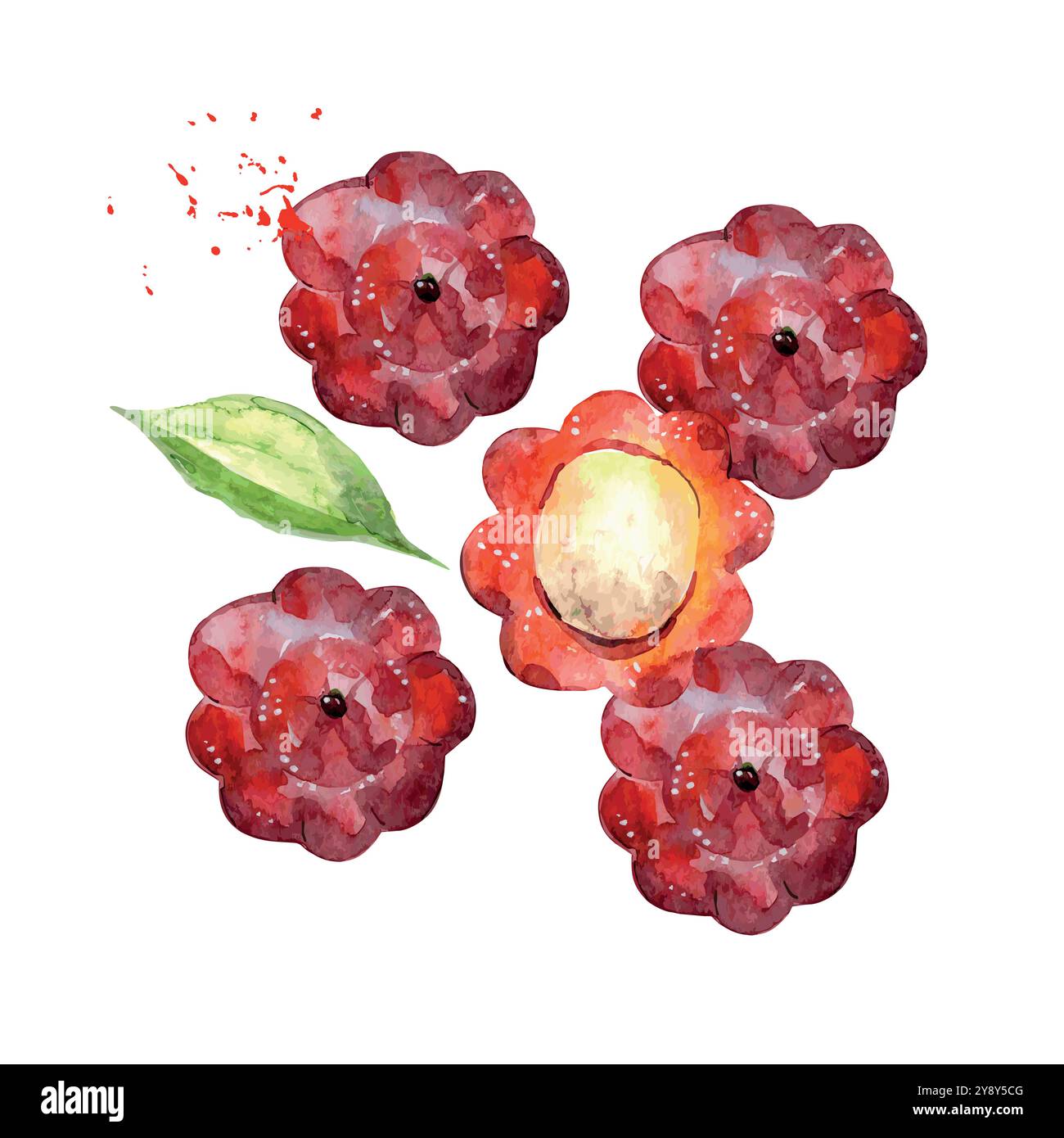 Hand Drawn Watercolor pitanga Fruit. Vector illustration Stock Vector ...