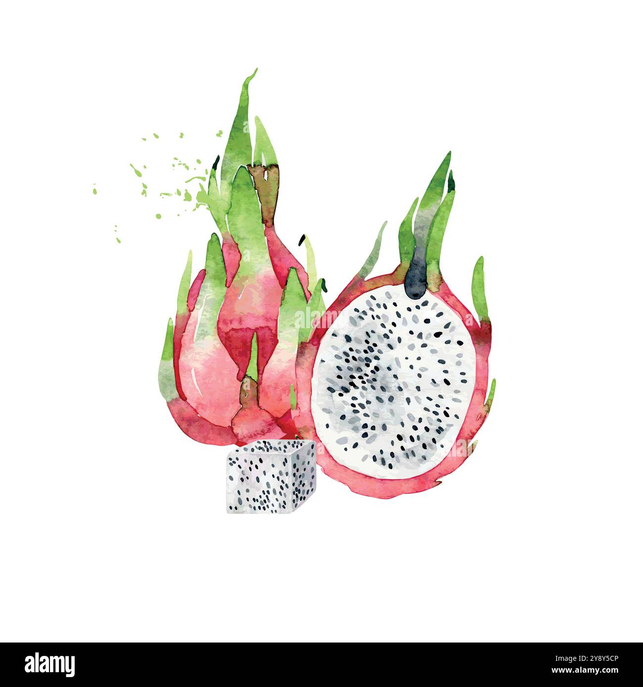 Hand Drawn Watercolor pitaya Fruit. Vector illustration Stock Vector ...