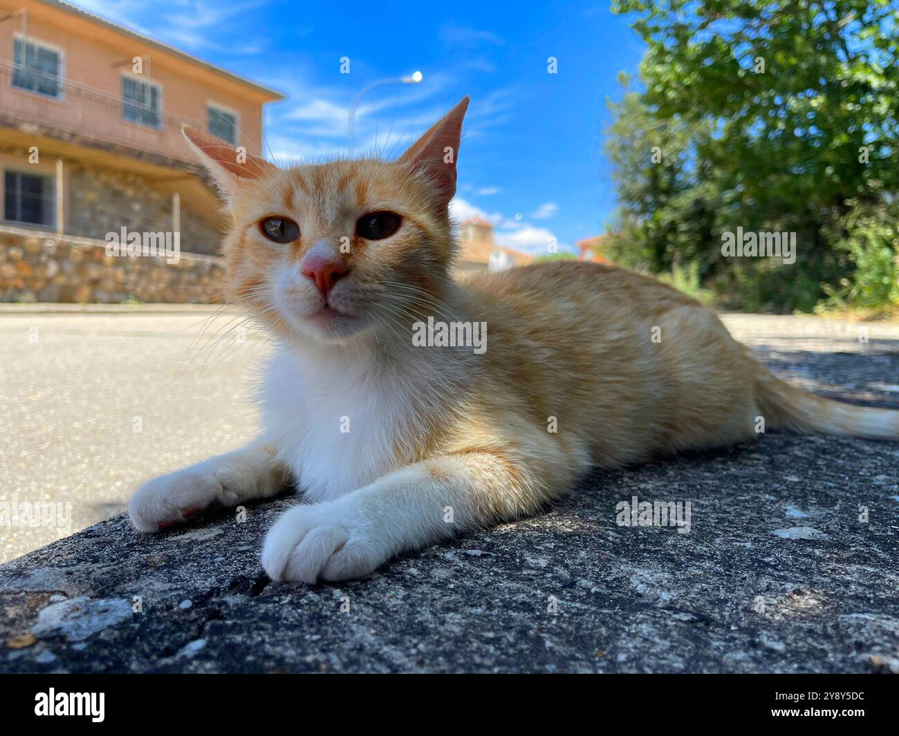 Stray cat resting street hi-res stock photography and images - Alamy
