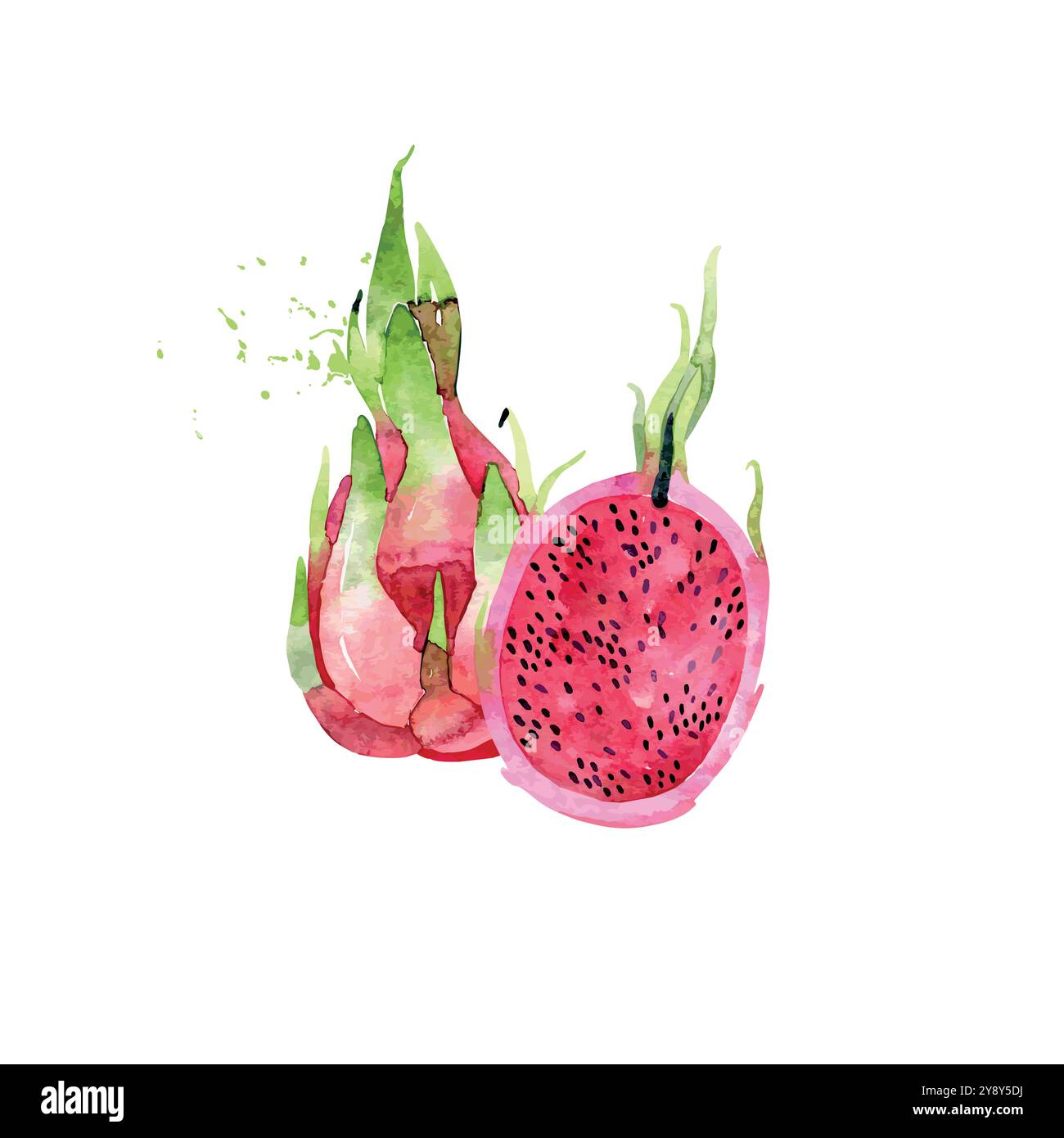 Hand Drawn Watercolor pitaya Fruit. Vector illustration Stock Vector ...