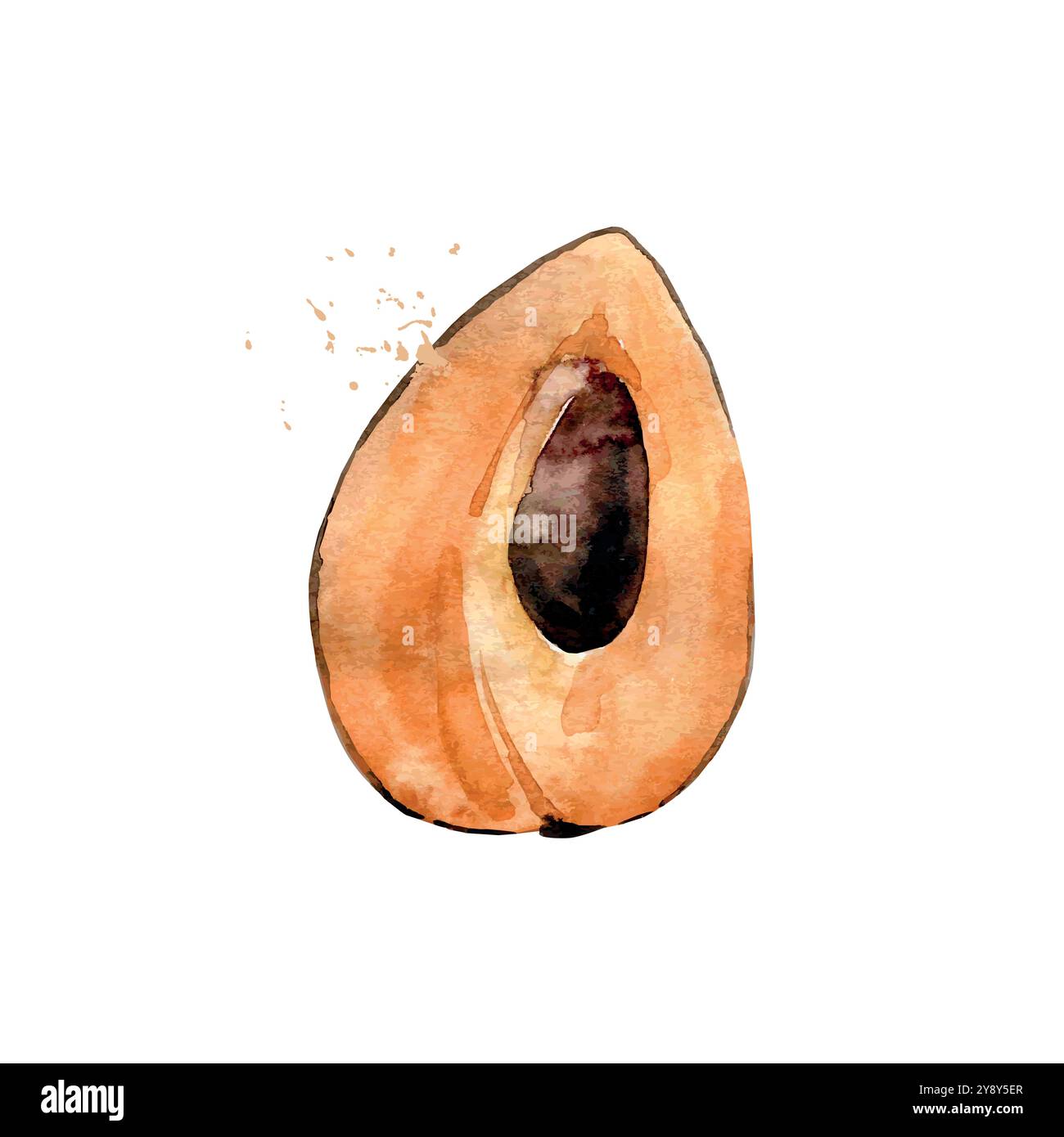 Hand Drawn Watercolor sapote Fruit. Vector illustration Stock Vector ...