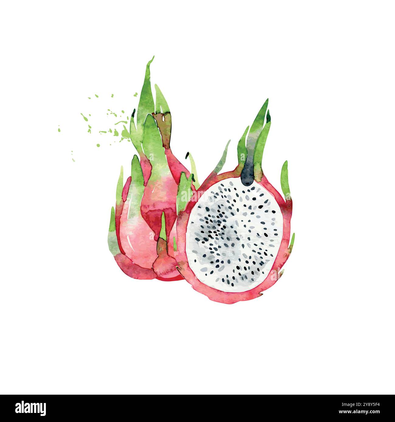 Hand Drawn Watercolor pitaya Fruit. Vector illustration Stock Vector ...
