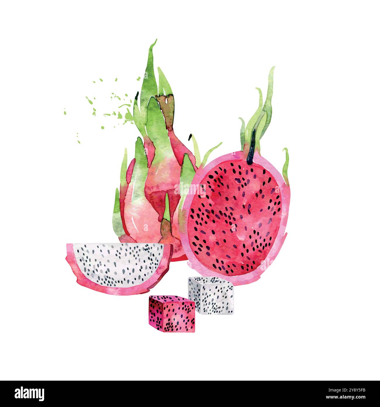Hand Drawn Watercolor pitaya Fruit. Vector illustration Stock Vector ...