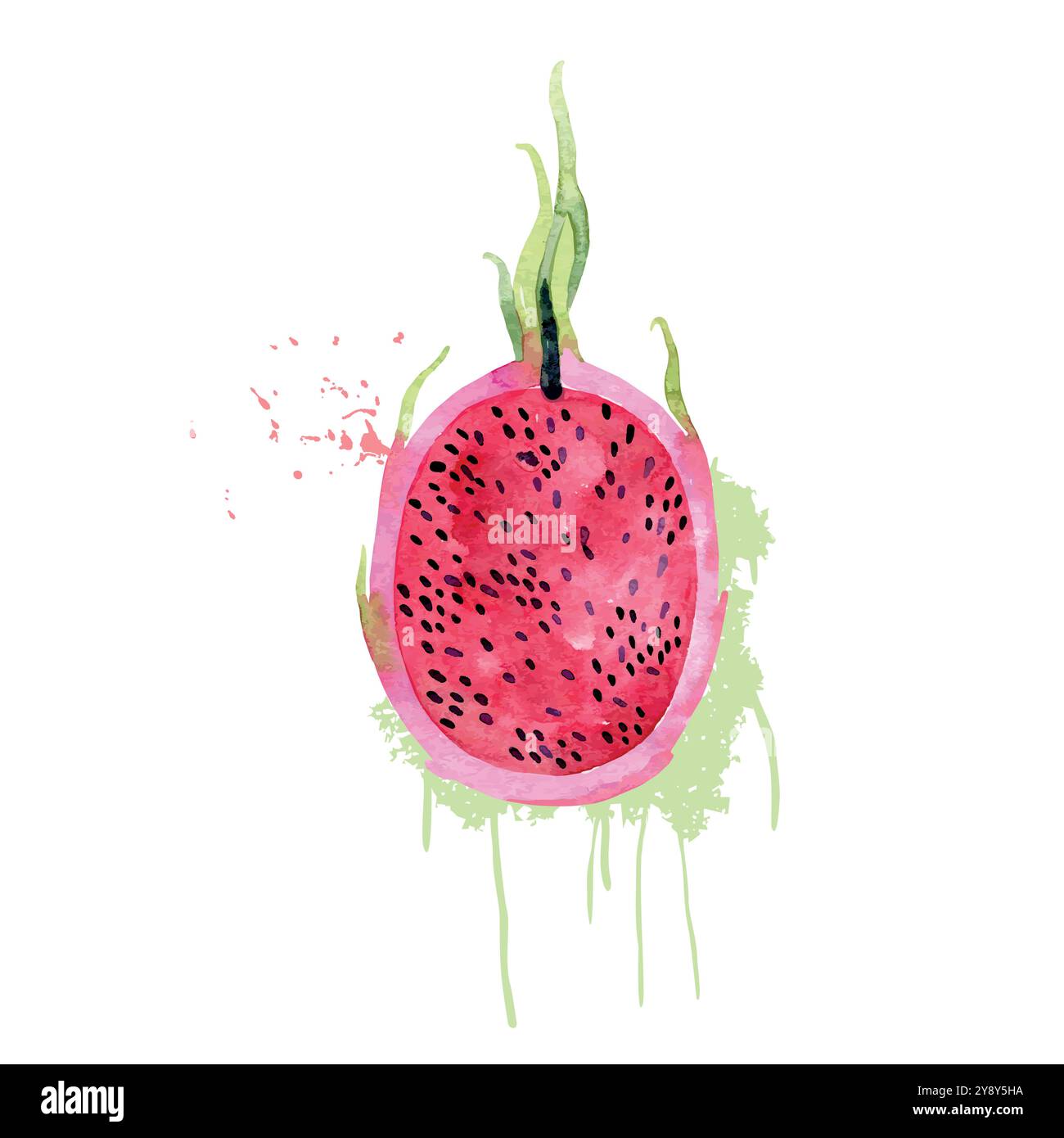 Hand Drawn Watercolor pitaya Fruit. Vector illustration Stock Vector ...