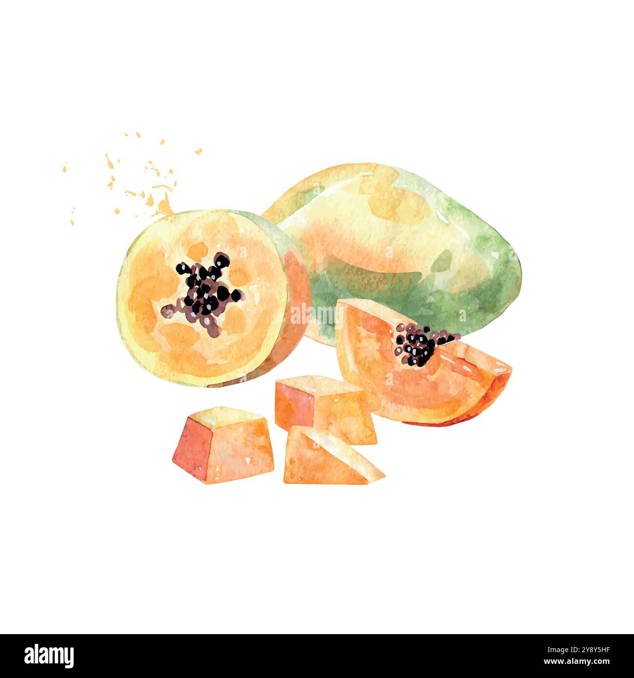 Hand Drawn Watercolor papaya Fruit. Vector illustration Stock Vector ...