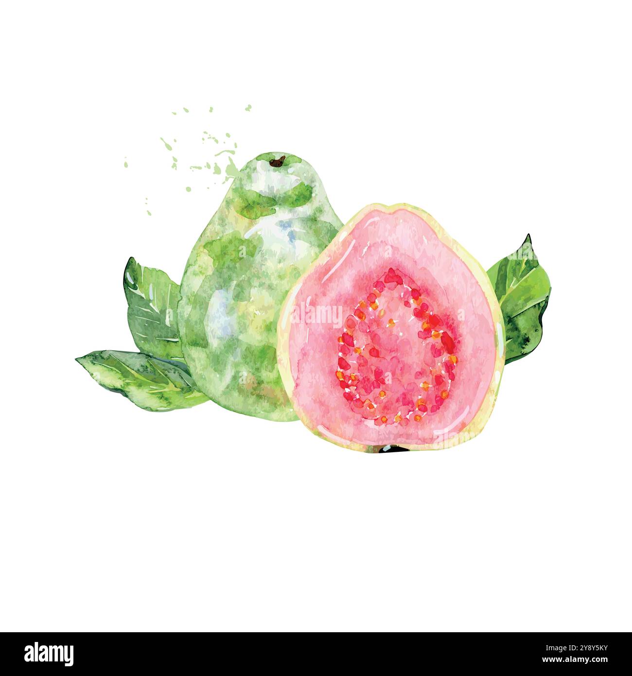 Hand Drawn Watercolor guava Fruit. Vector illustration Stock Vector ...