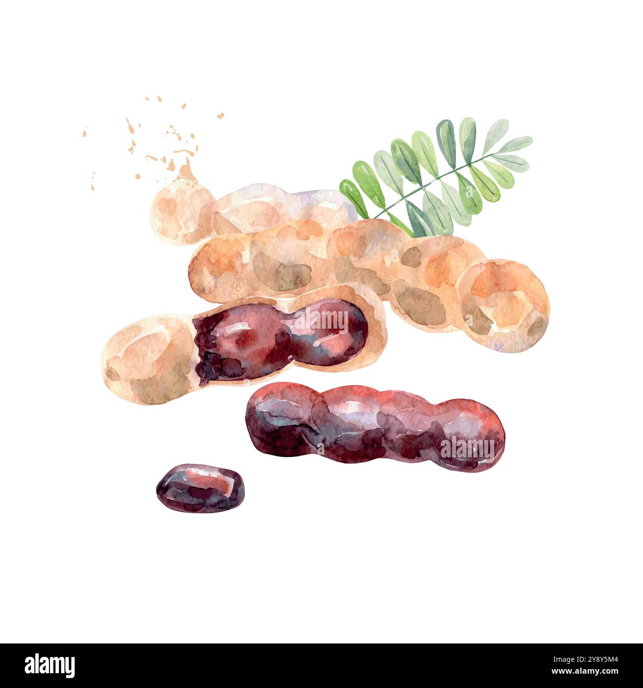 Hand Drawn Watercolor tamarind Fruit. Vector illustration Stock Vector ...