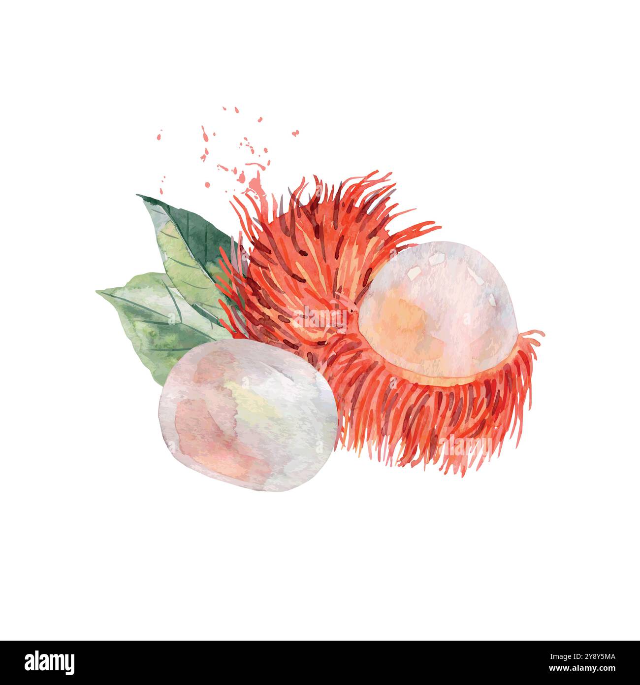Hand Drawn Watercolor rambutan Fruit. Vector illustration Stock Vector ...