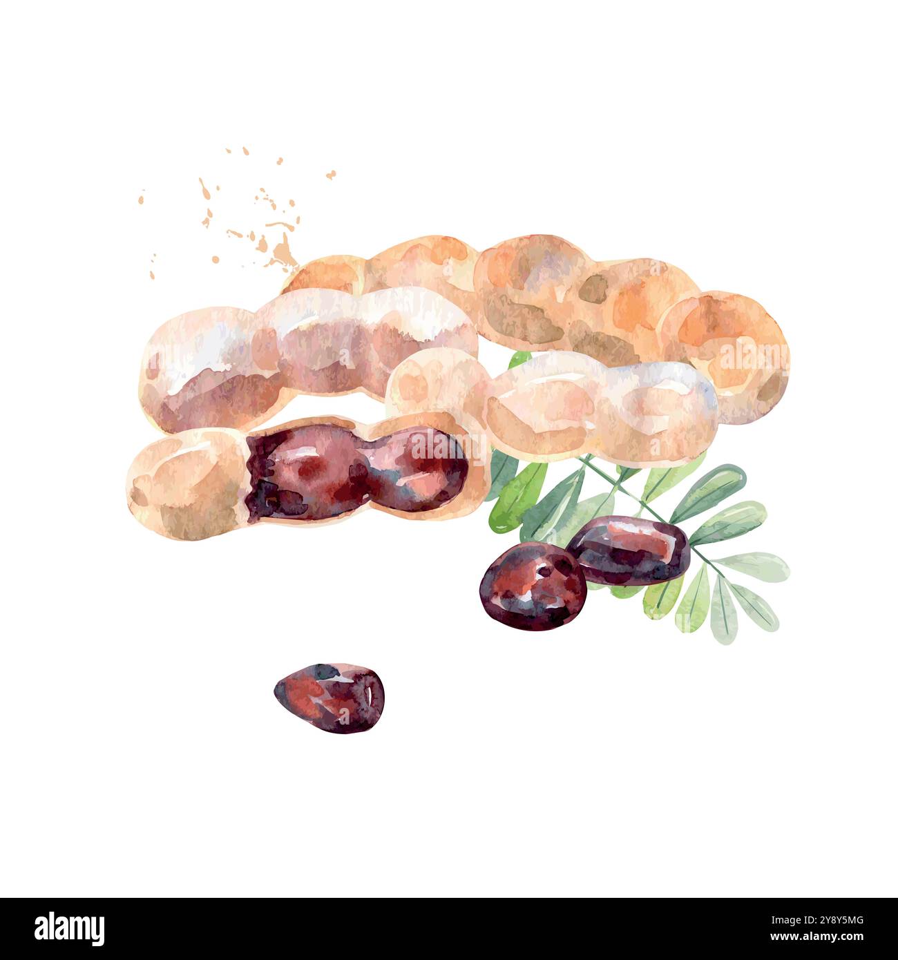 Hand Drawn Watercolor tamarind Fruit. Vector illustration Stock Vector ...