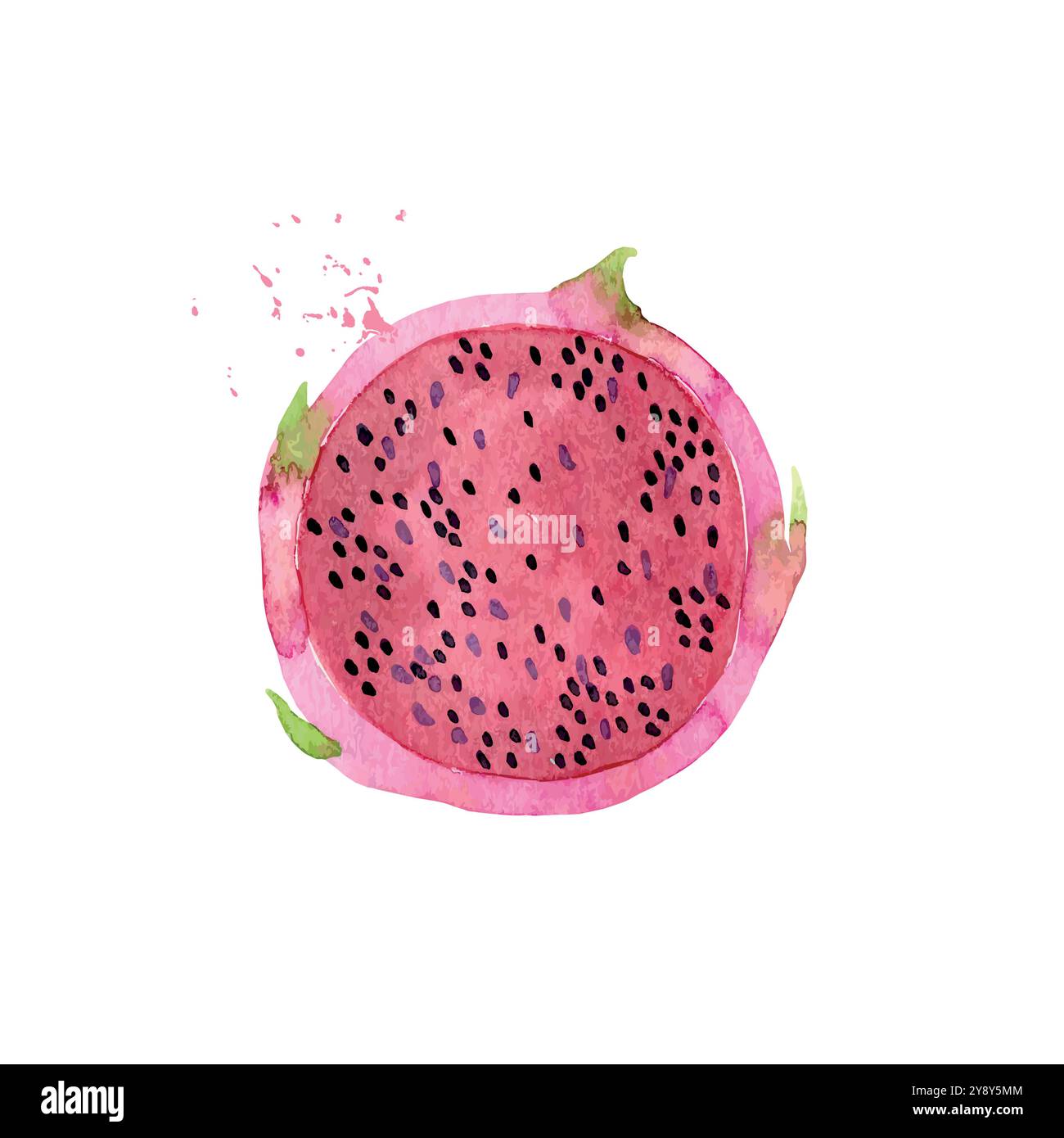 Hand Drawn Watercolor pitaya Fruit. Vector illustration Stock Vector ...