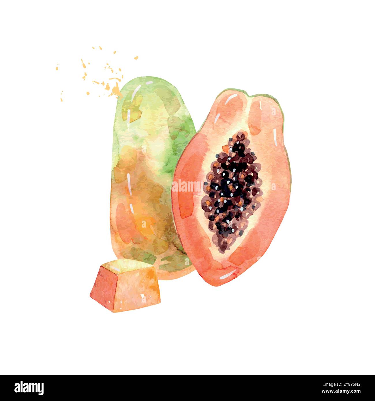 Hand Drawn Watercolor papaya Fruit. Vector illustration Stock Vector ...