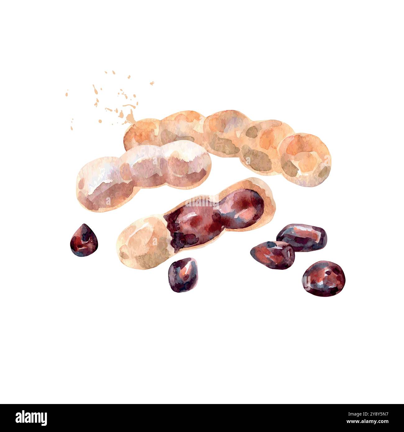 Hand Drawn Watercolor tamarind Fruit. Vector illustration Stock Vector ...