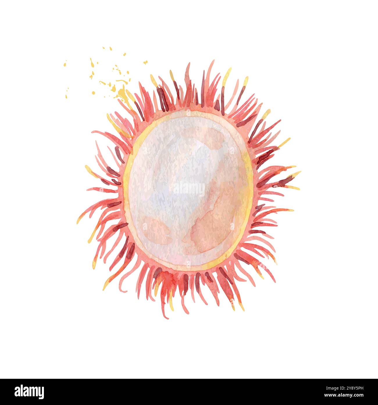 Hand drawn rambutan fruit Stock Vector Images - Alamy