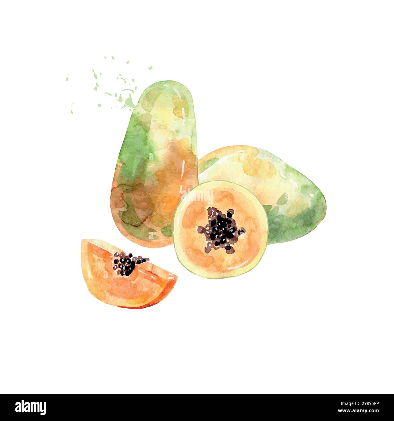 Hand Drawn Watercolor papaya Fruit. Vector illustration Stock Vector ...