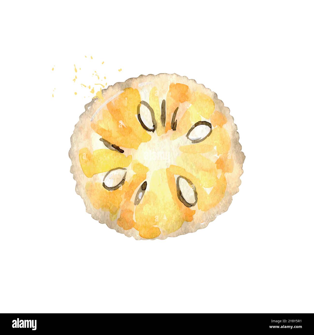 Hand Drawn Watercolor jackfruit Fruit. Vector illustration Stock Vector ...