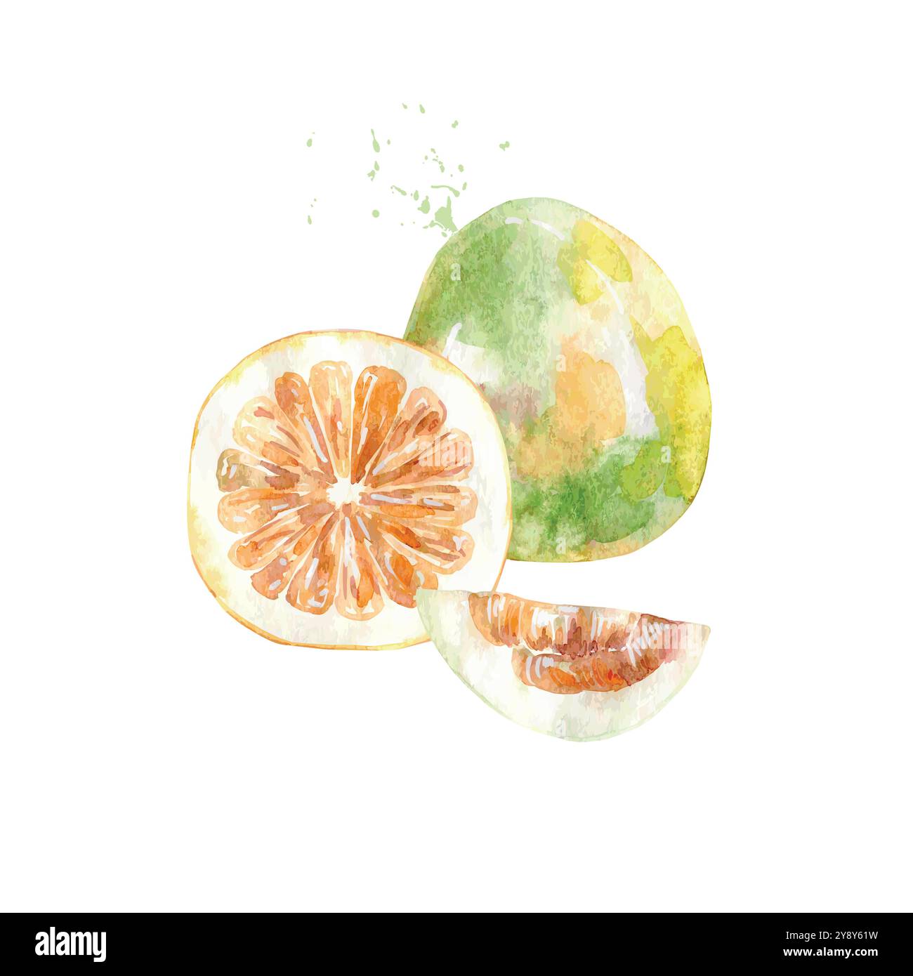 Hand Drawn Watercolor pomelo Fruit. Vector illustration Stock Vector ...