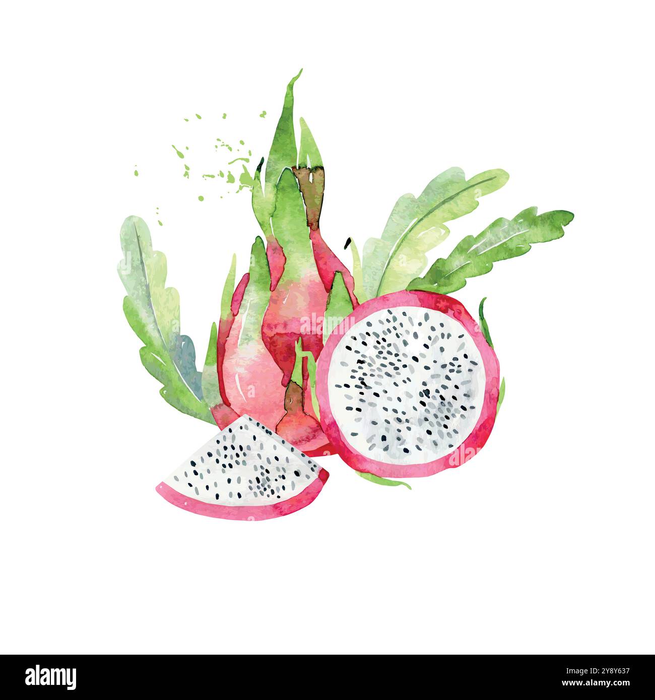 Hand Drawn Watercolor pitaya Fruit. Vector illustration Stock Vector ...