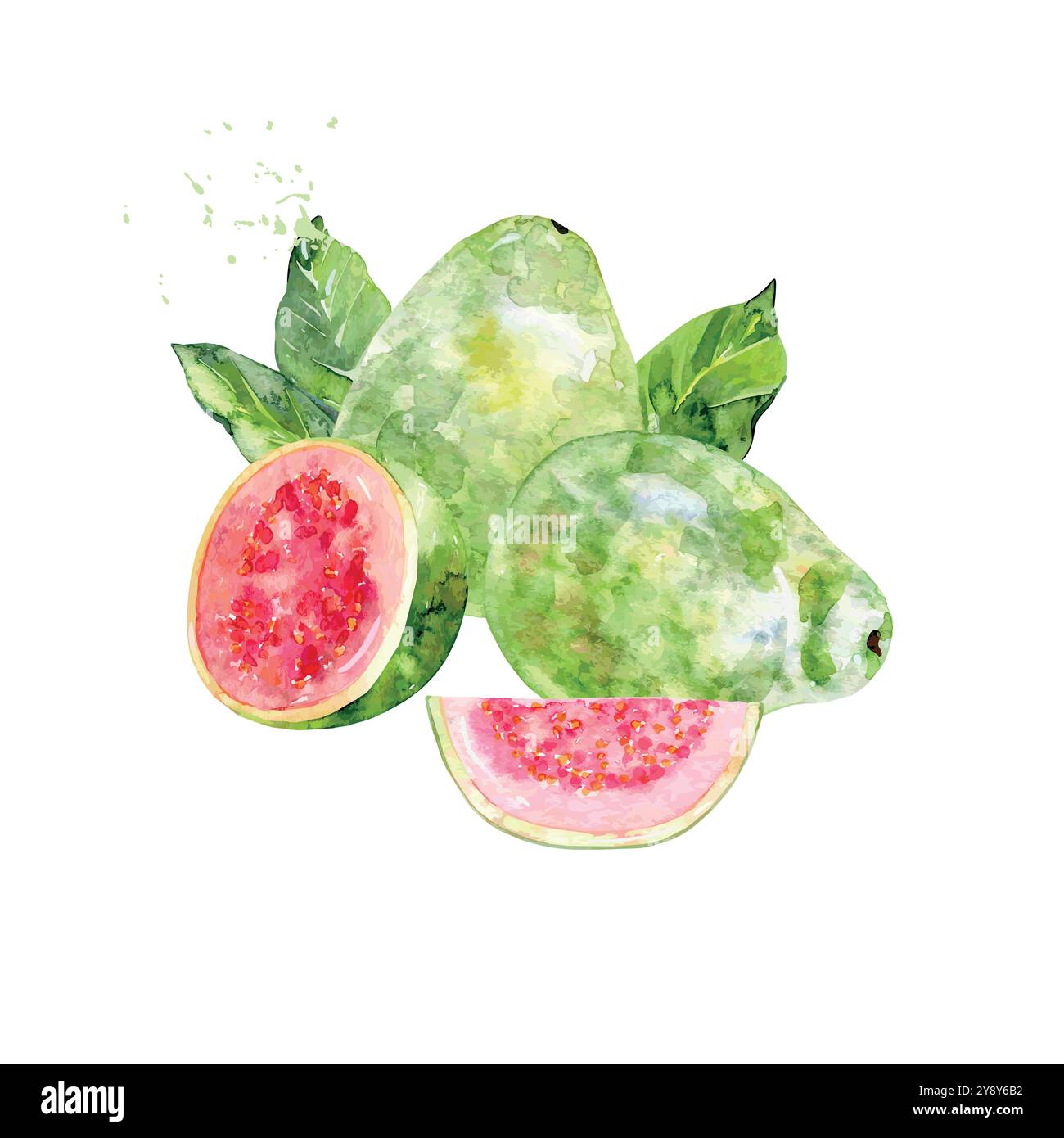Hand Drawn Watercolor guava Fruit. Vector illustration Stock Vector ...